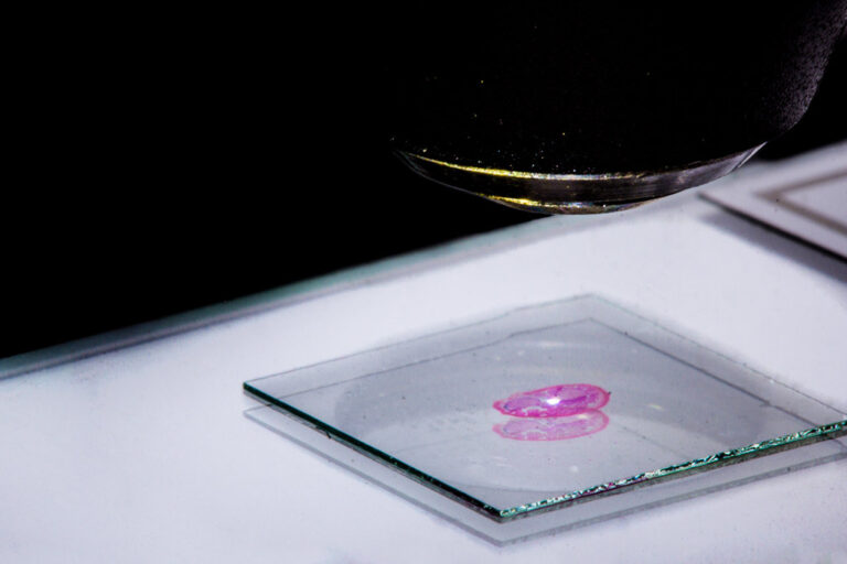 Ein Feiertag für Frieden und Entwicklung - CoFe e.U.